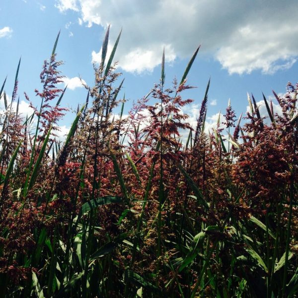 KC's Best Wild Rice – BEST SERVICE BEST PRICE BEST RICE